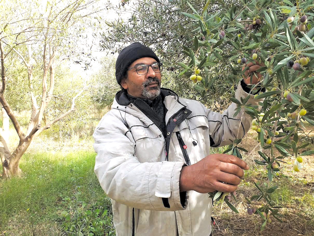Concours Italy International Olive Oil Contest : L’huile d’olive Dahbia ...