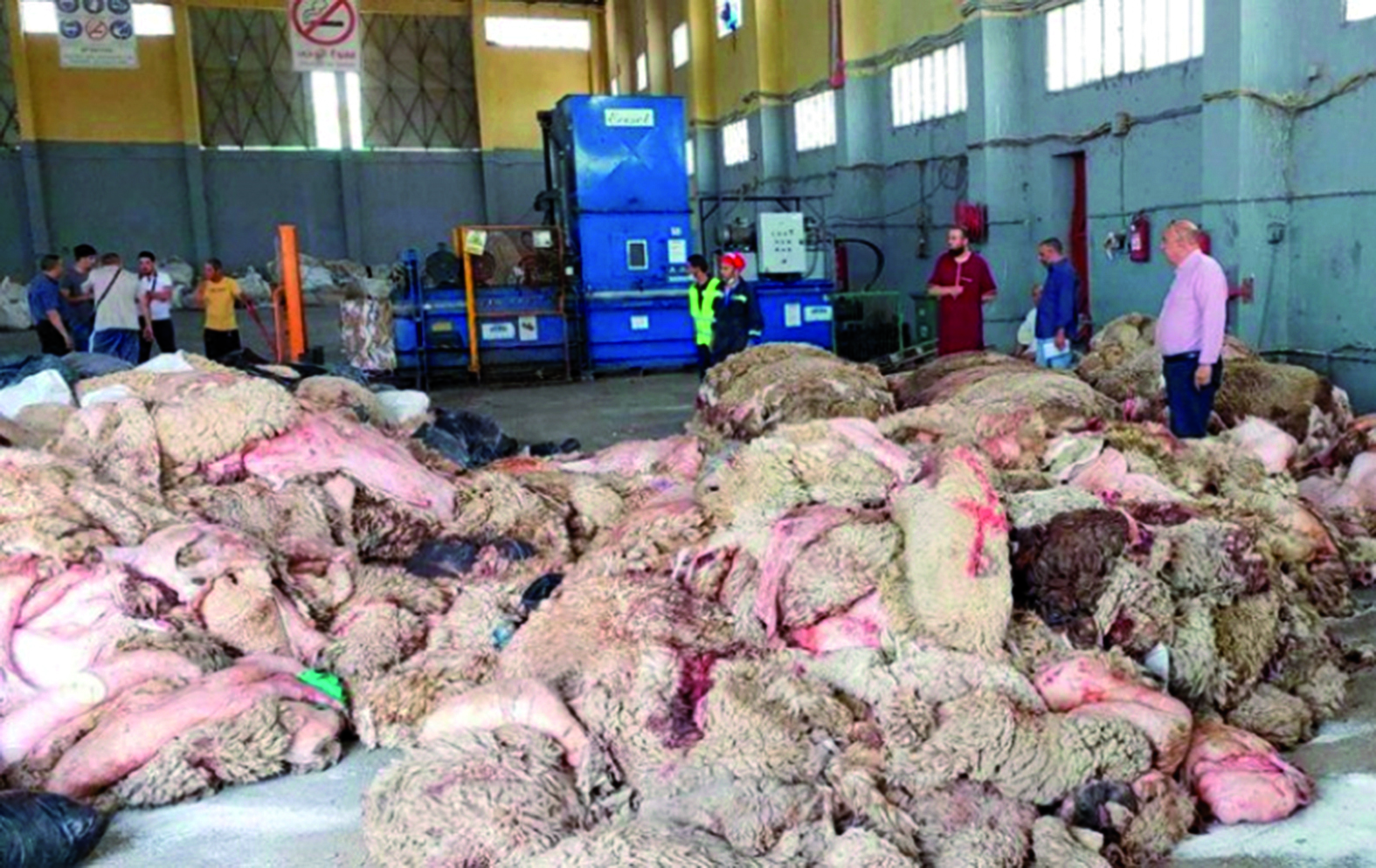 Inspection vétérinaire de Souk Ahras : Faible taux de vaccination des ...